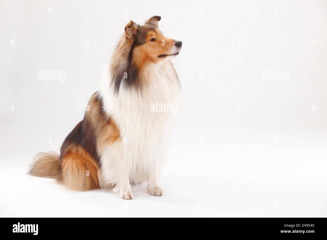 Rough collie male hi-res stock photography and images - Alamy