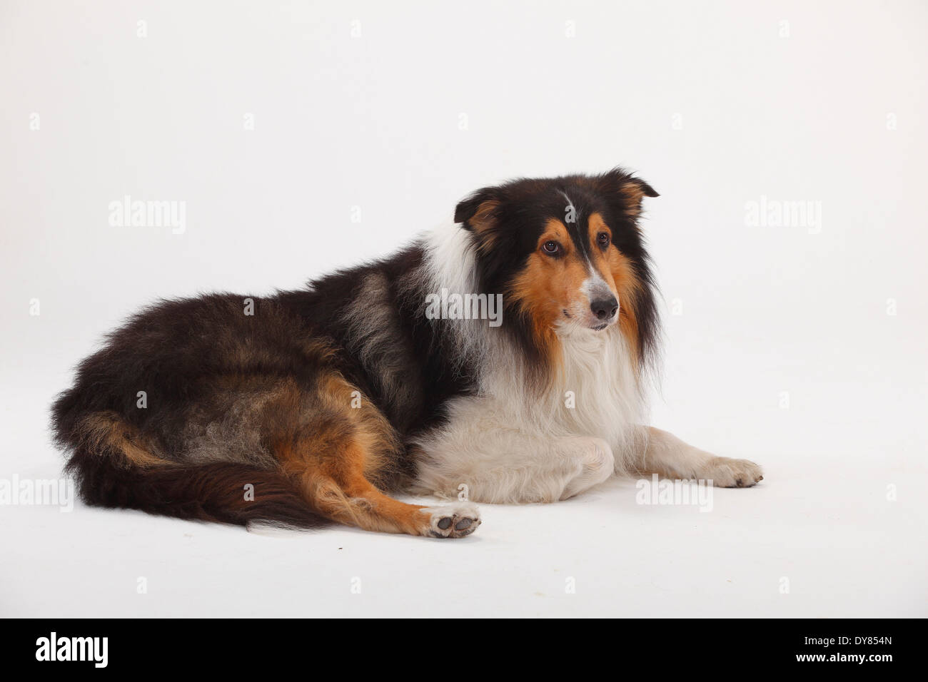 Black tri hi-res stock photography and images - Alamy