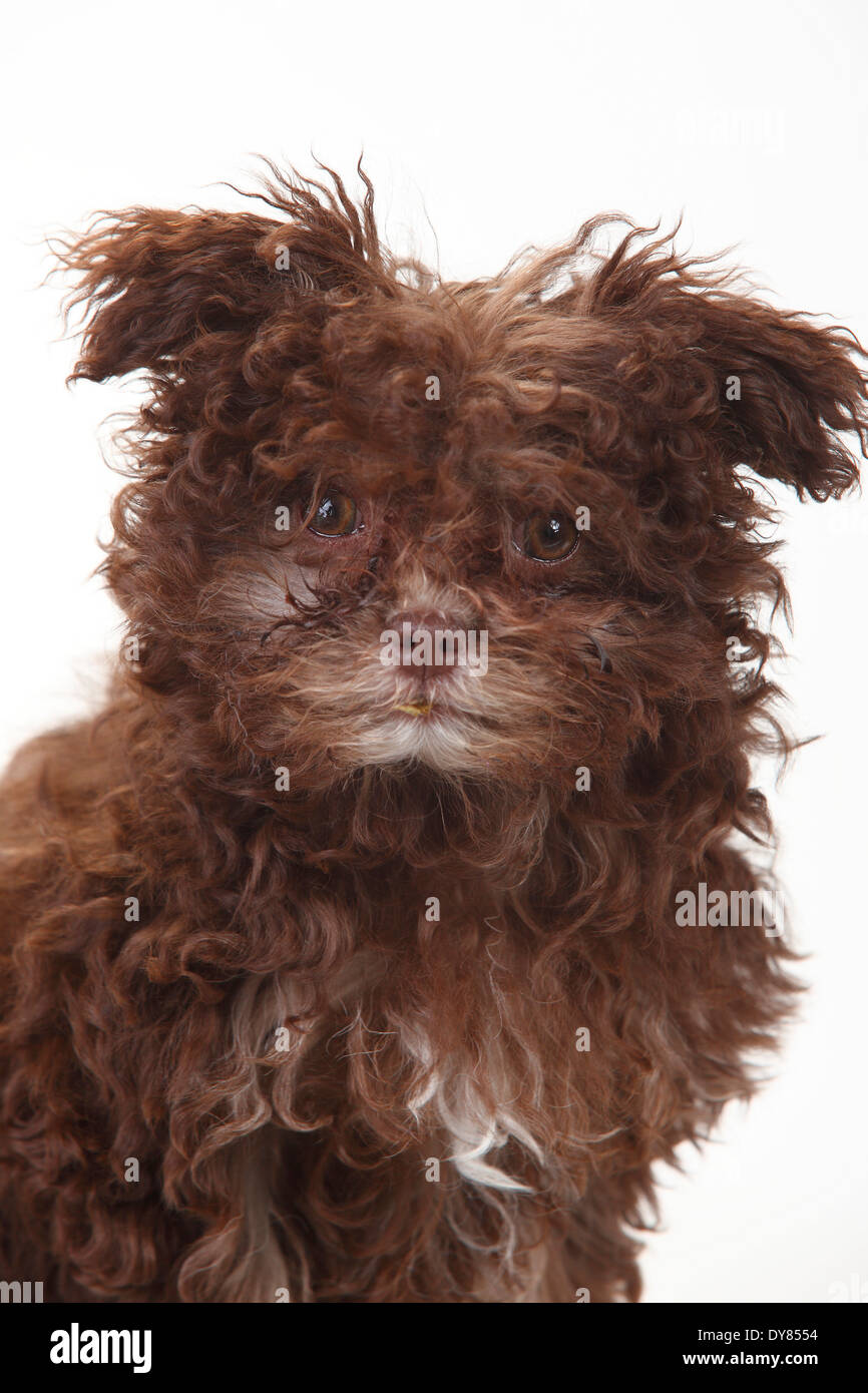 Bolonka hi-res stock photography and images - Alamy