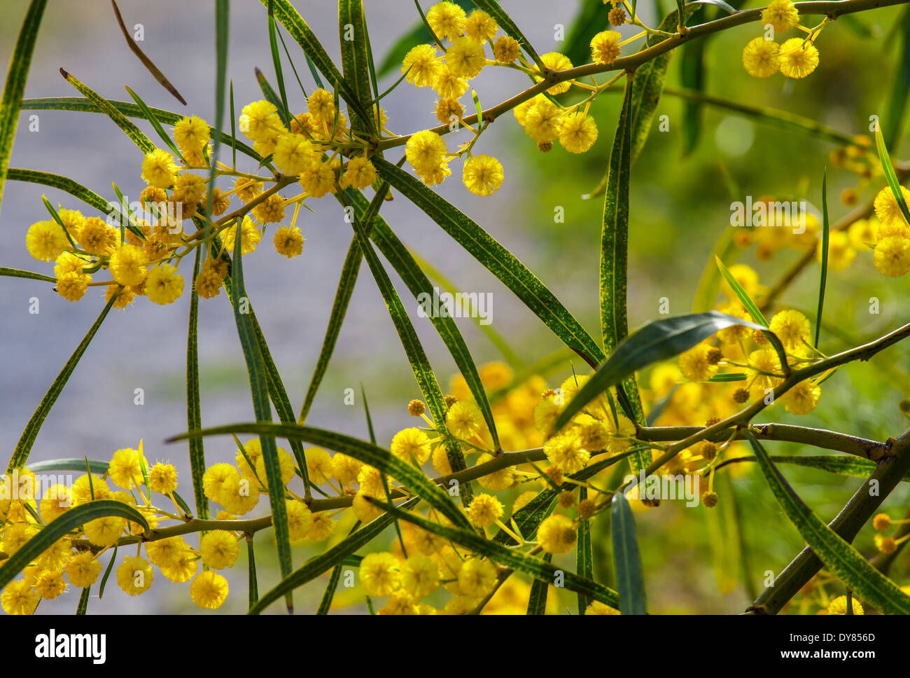 Mimosa plant hi-res stock photography and images - Alamy