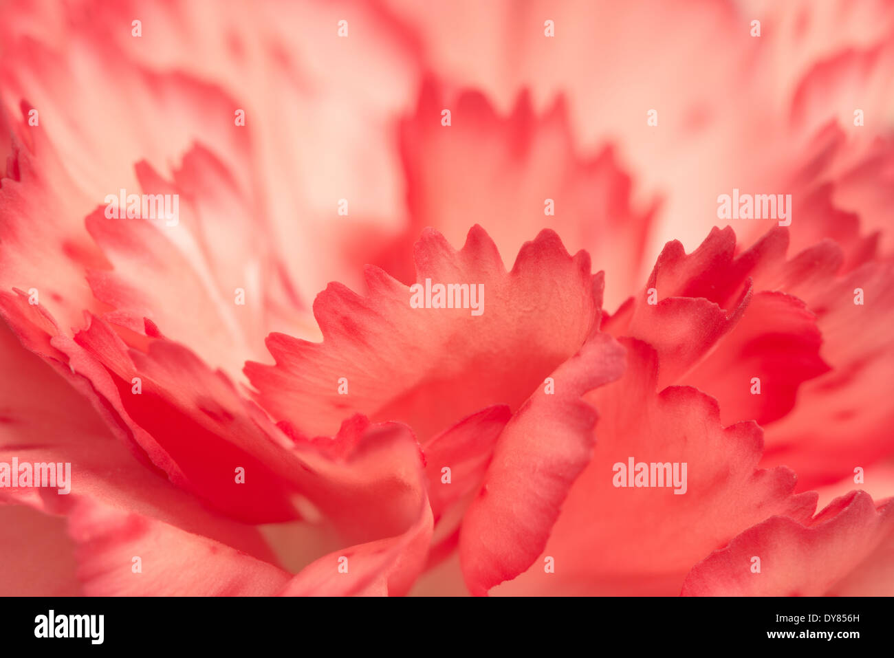 Flower with serrated petals hi-res stock photography and images - Alamy
