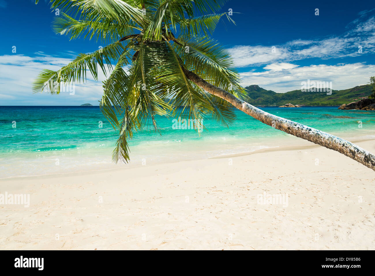 tropical beach with palm and turquoise sea Stock Photo - Alamy
