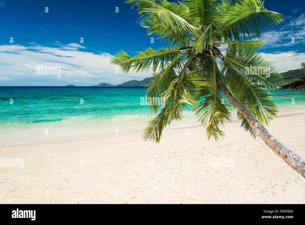 tropical beach with palm and turquoise sea Stock Photo - Alamy