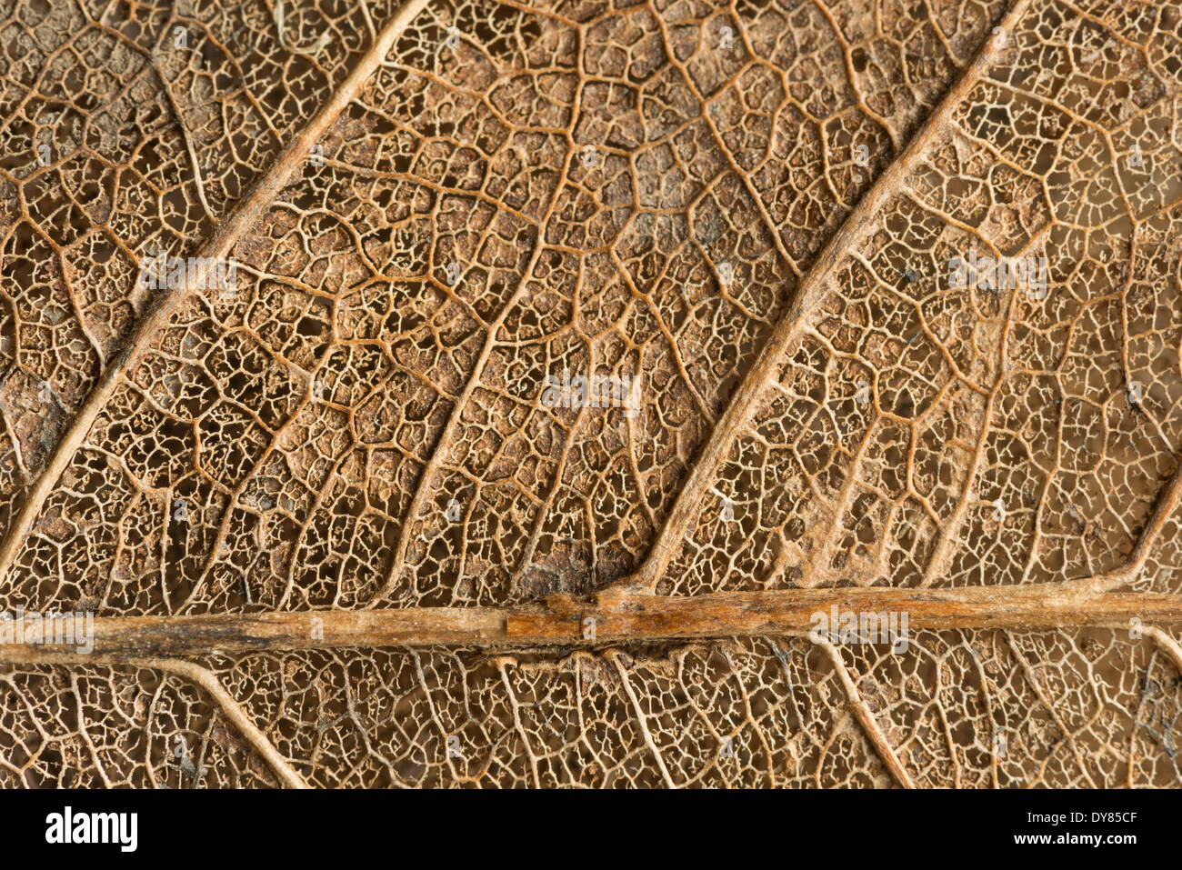 Leaf vascular skeletal system of veins showing architecture and ...