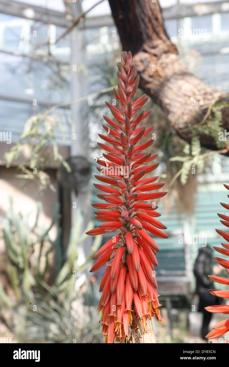 Orange flower from an Aloe Plant Stock Photo - Alamy