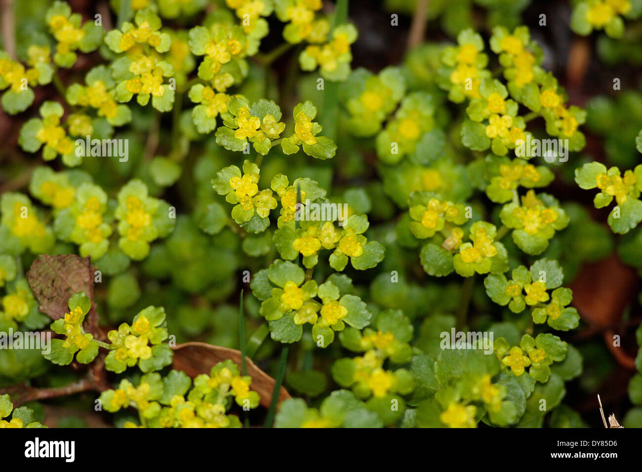 Opp High Resolution Stock Photography and Images - Alamy