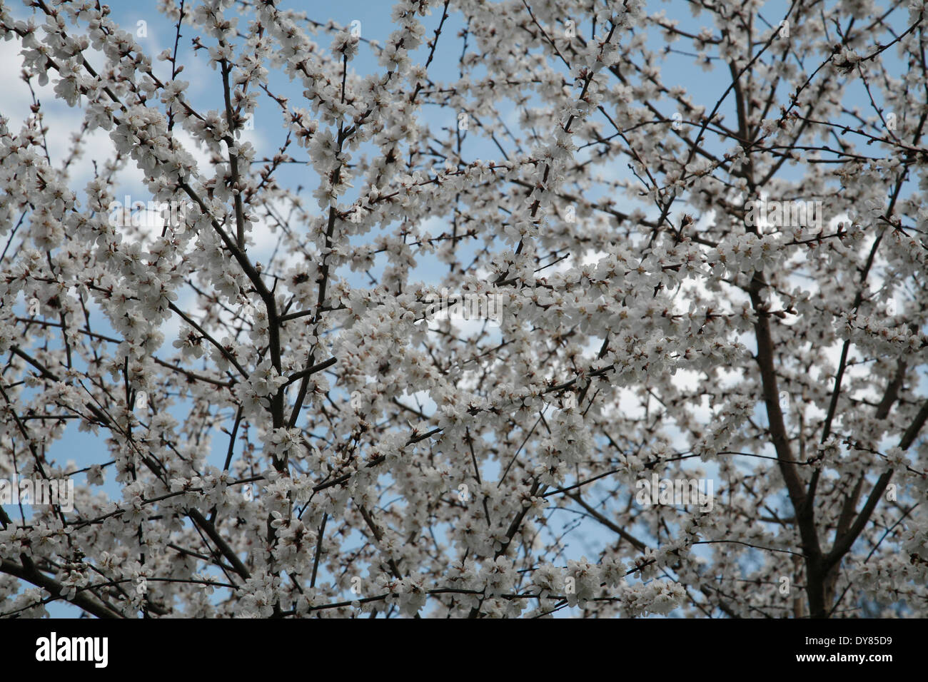 Kansu hi-res stock photography and images - Alamy