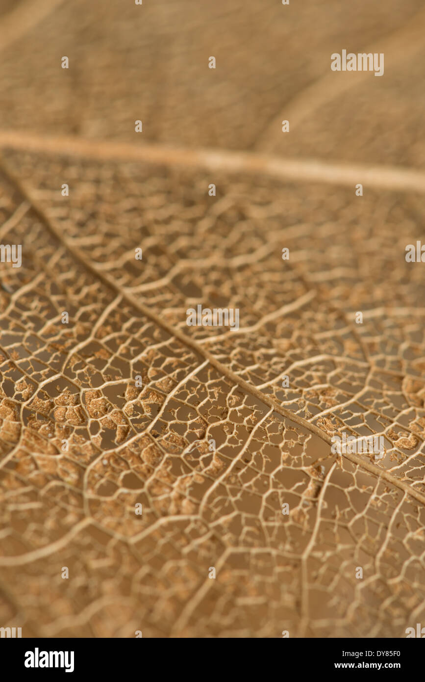Leaf vascular skeletal system of veins showing architecture and ...