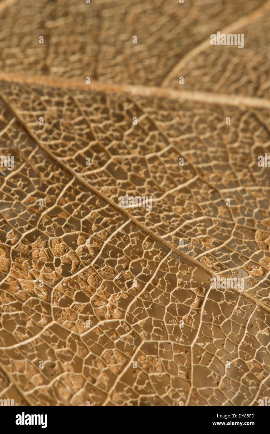 Leaf vascular skeletal system of veins showing architecture and ...