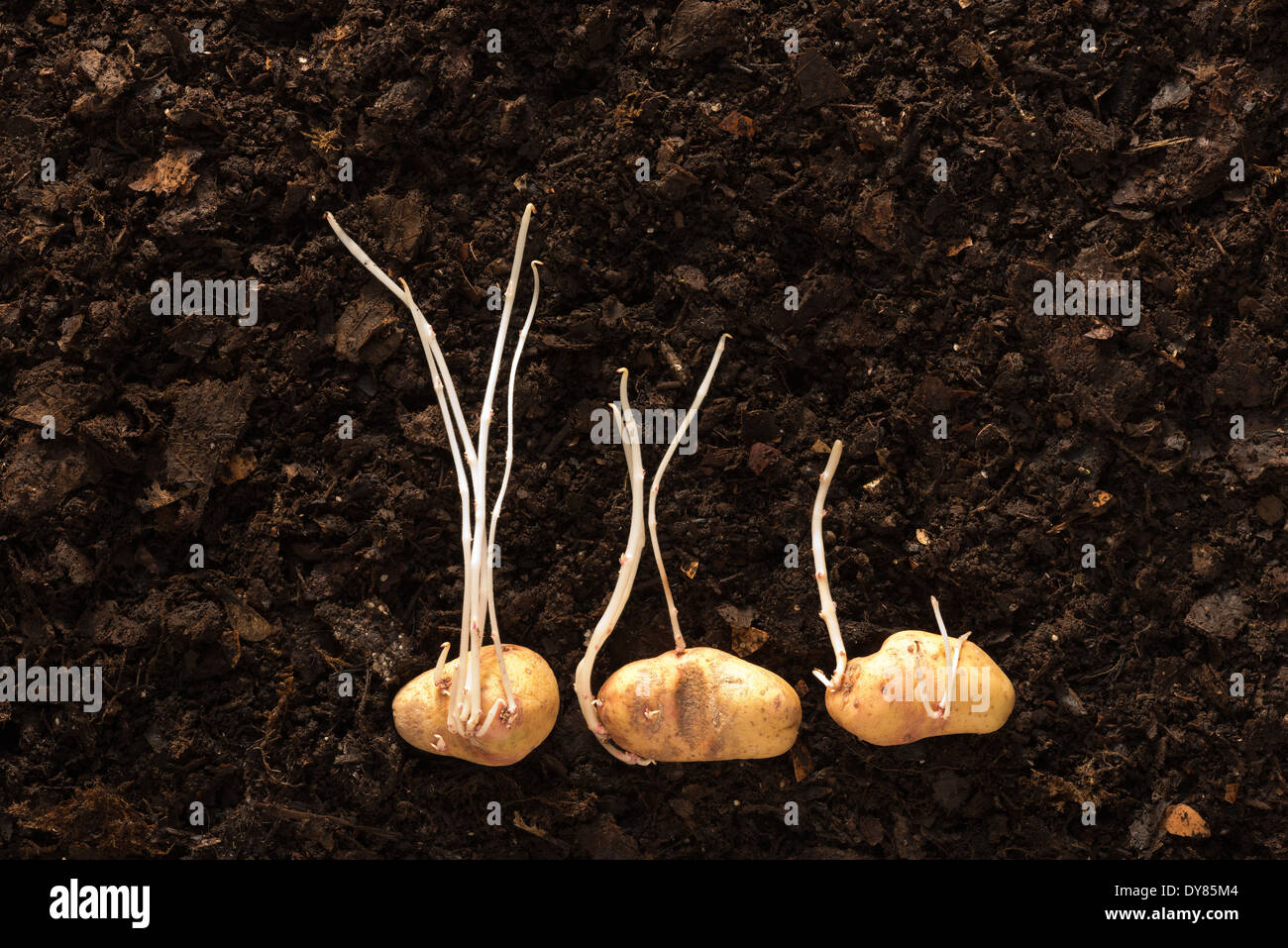 Potato tuba tuber shooting sending up new growth stem from lateral buds ...