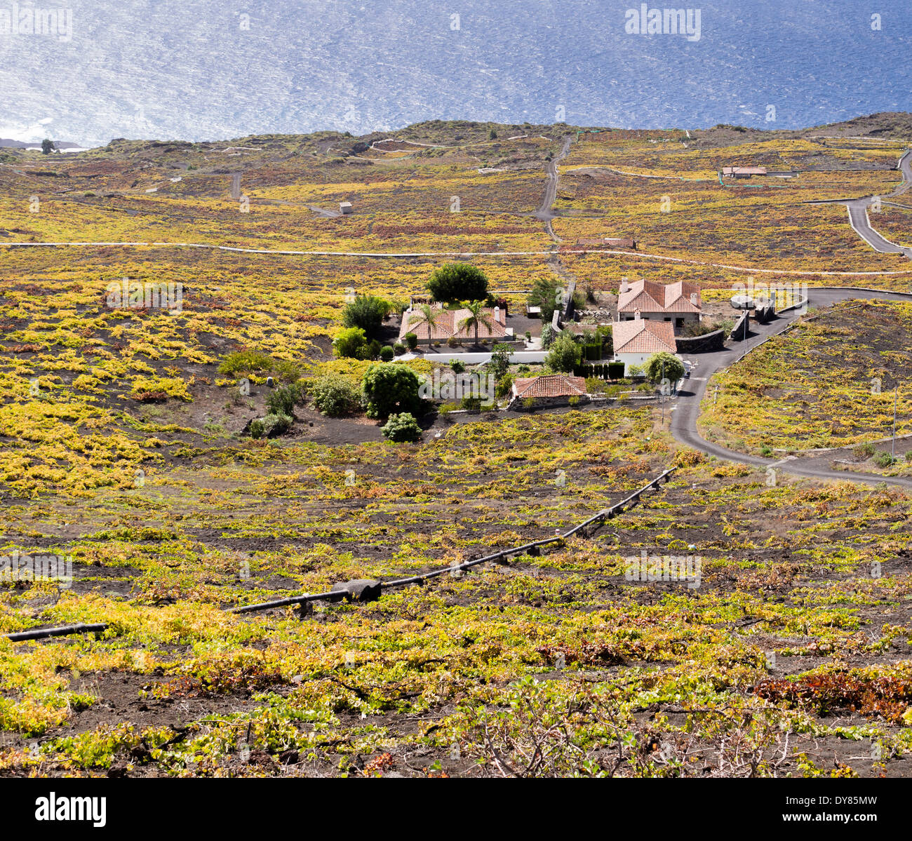 Grapevines grow on the volcanic ground that was left by the eruption of ...