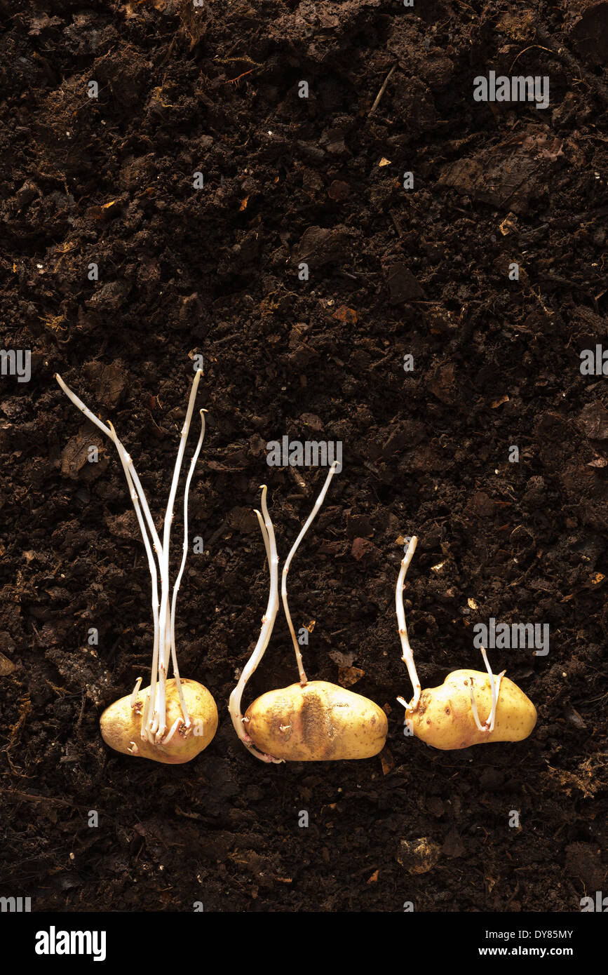Potato tuba tuber shooting sending up new growth stem from lateral buds ...