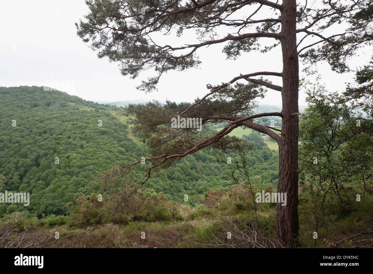 Ancient Devon woodland landscape with foreground of naturalised Scots ...