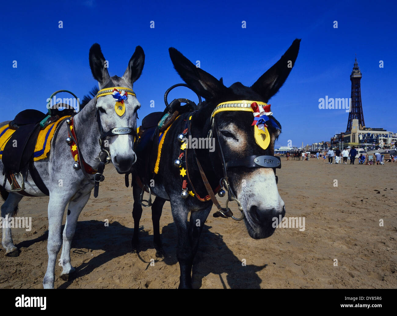 Seaside donkeys on Blackpool sands. Lancashire Stock Photo - Alamy