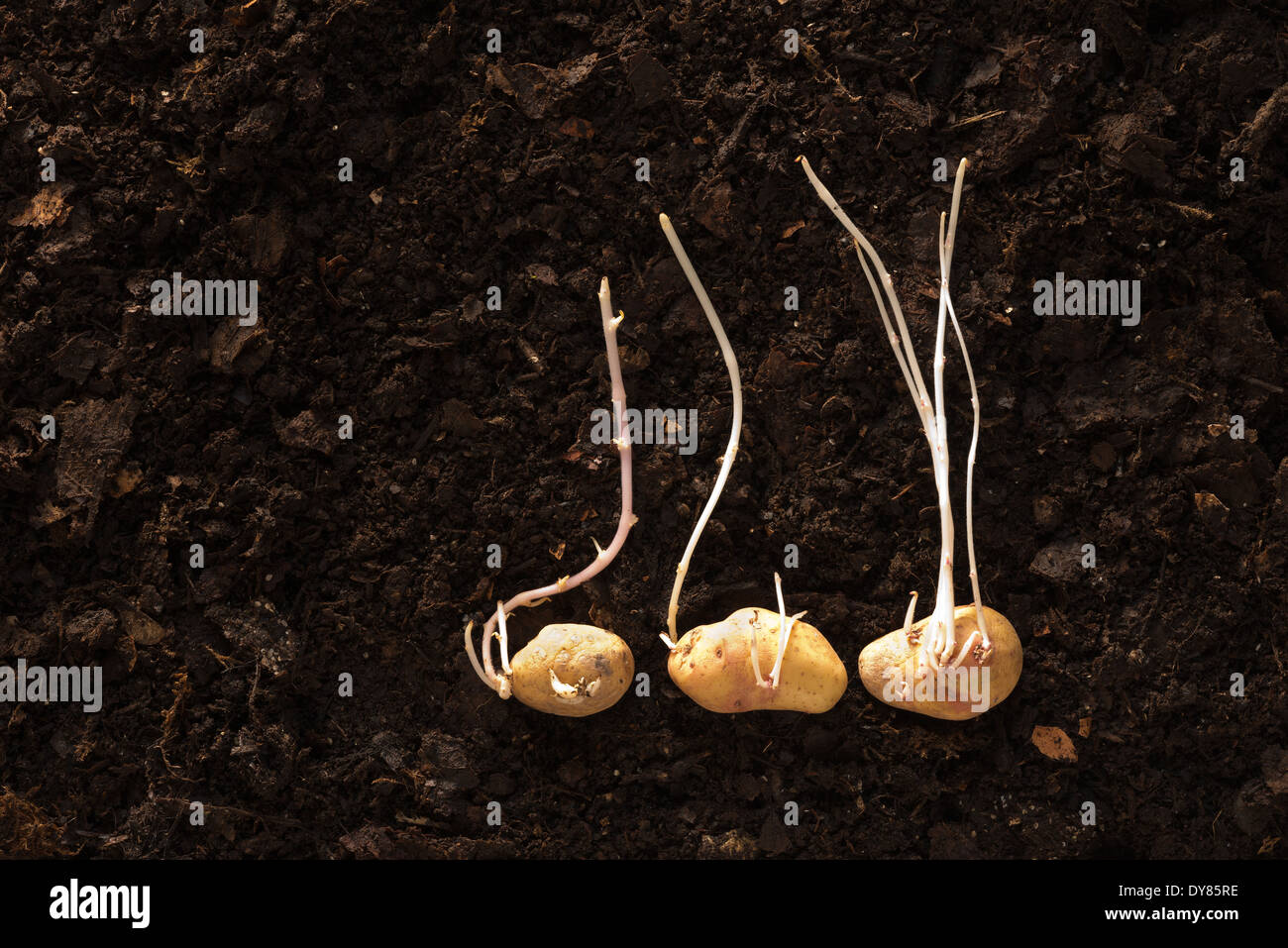 New stems potatoes hi-res stock photography and images - Alamy