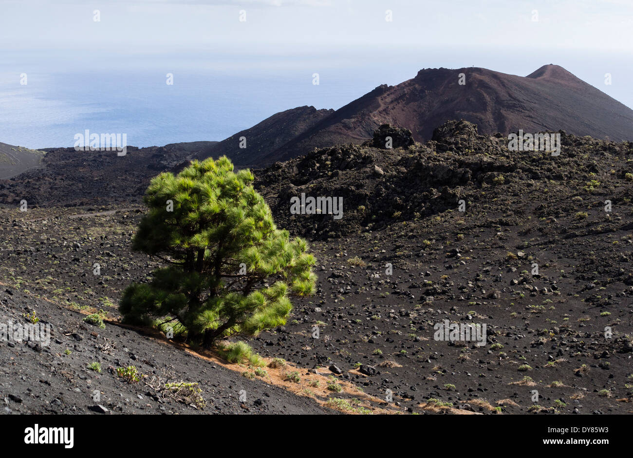 A lonely pine tree grows on the volcanic ground between the two ...