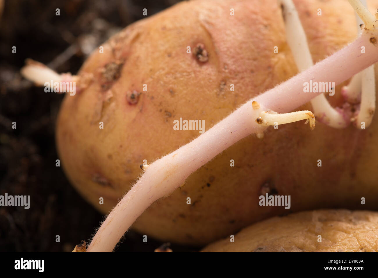 New stems potatoes hi-res stock photography and images - Alamy