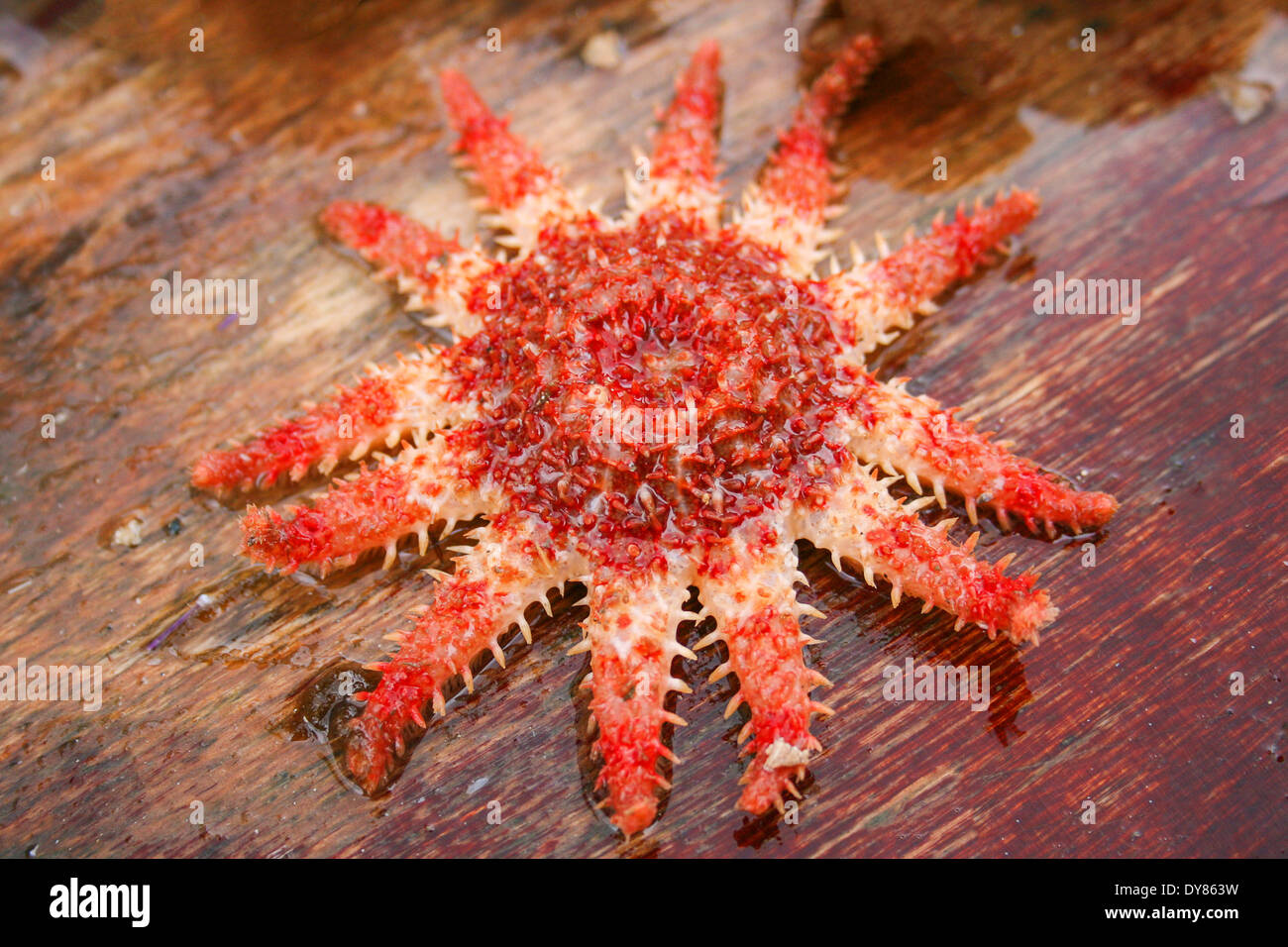 Crossaster Papposus Stock Photos & Crossaster Papposus Stock Images - Alamy