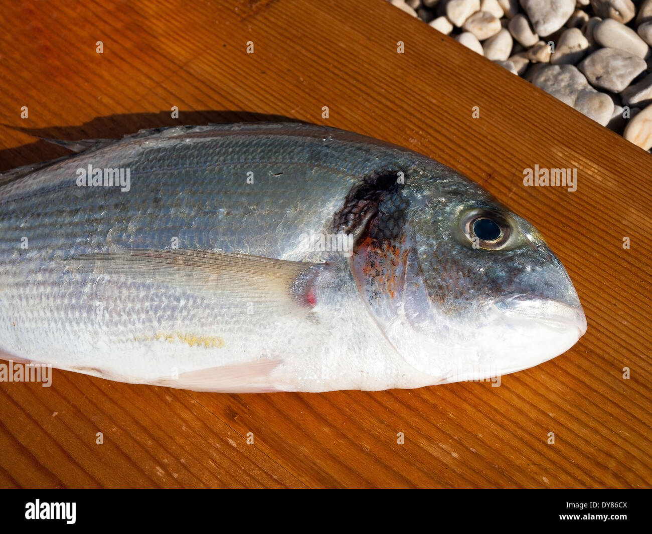 Fresh gilthead fish close up Stock Photo - Alamy