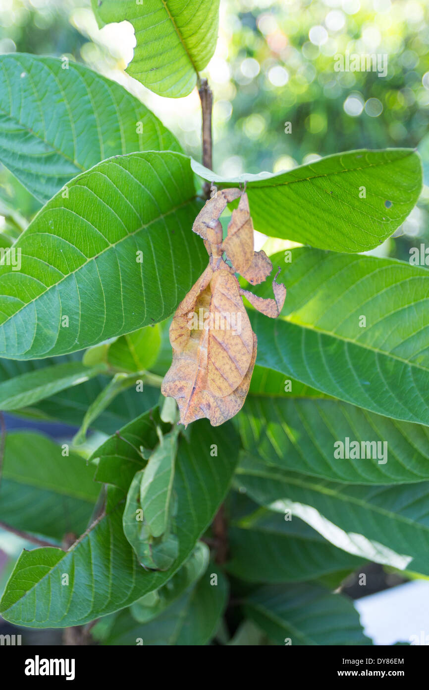 Bali butterfly park hi-res stock photography and images - Alamy
