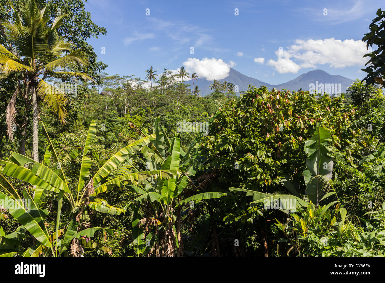 Palm forest in Bali, Indonesia Stock Photo - Alamy