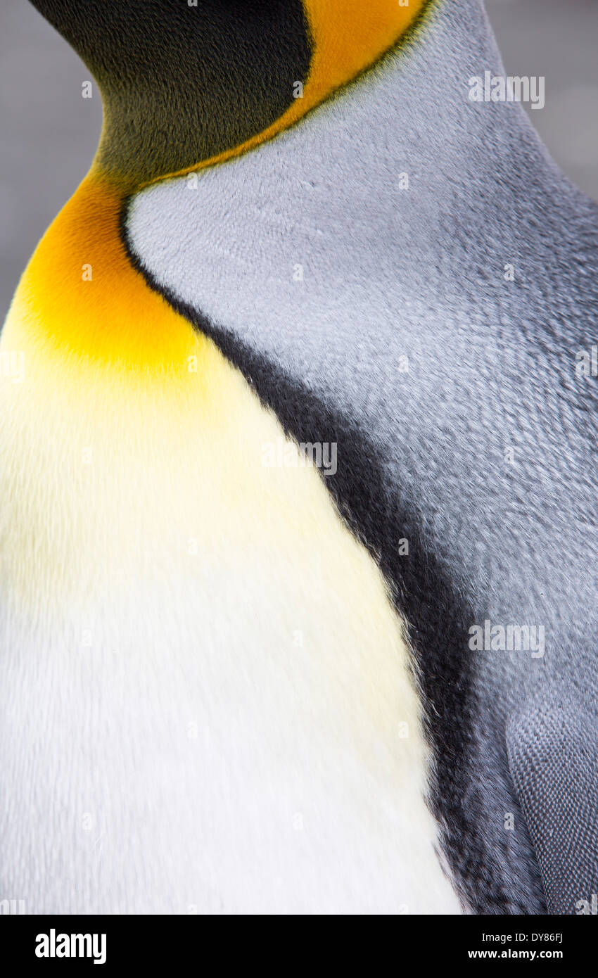 A close up of King Penguins neck plumage at Gold harbour, South Georgia ...