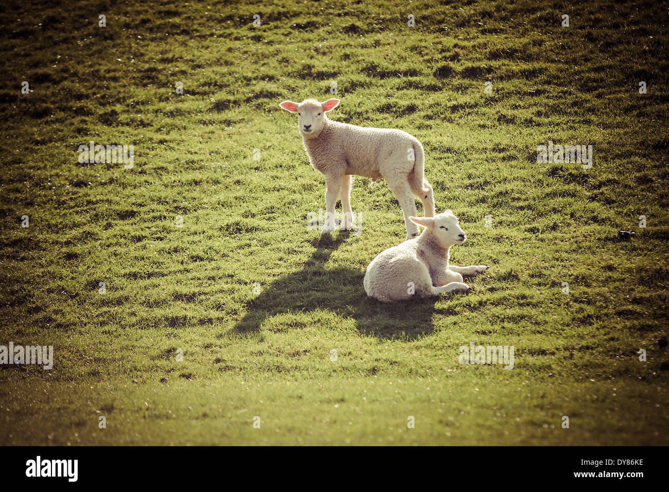 Two lambs lying down hi-res stock photography and images - Alamy