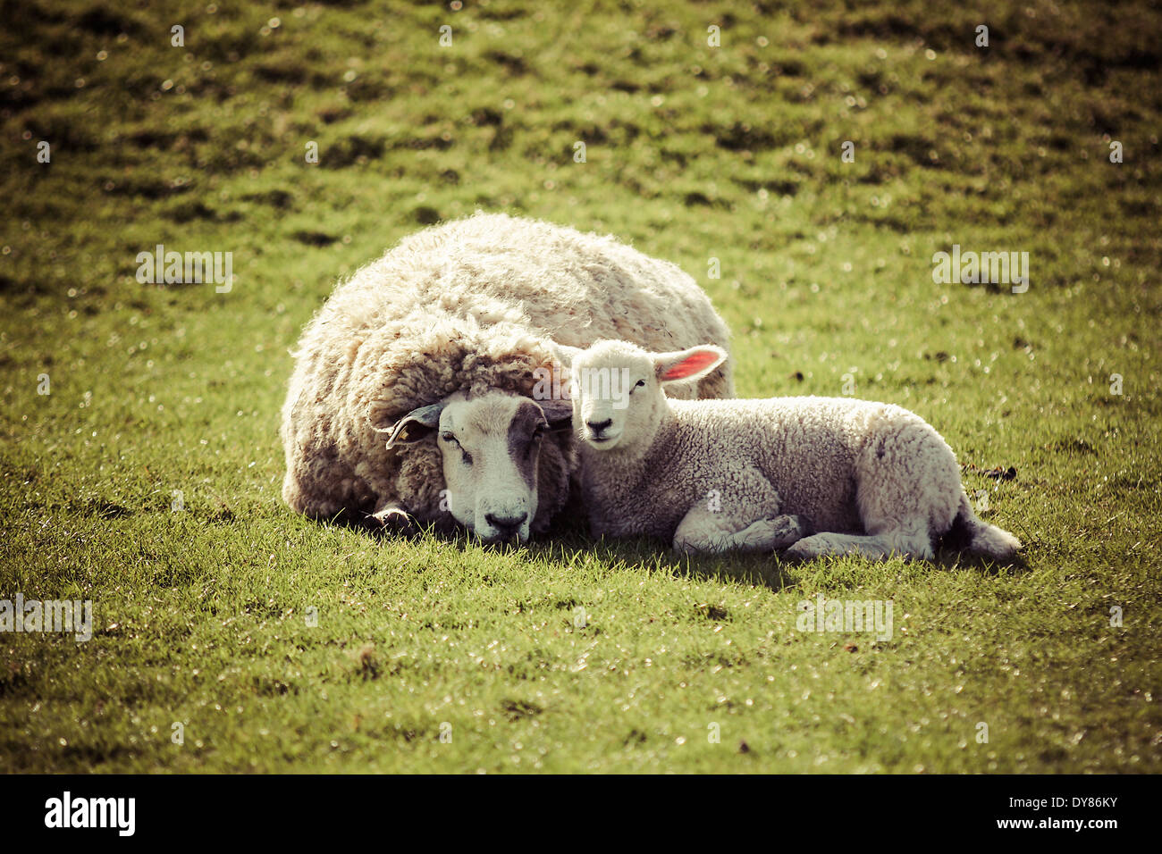 Lamb lying down hi-res stock photography and images - Alamy