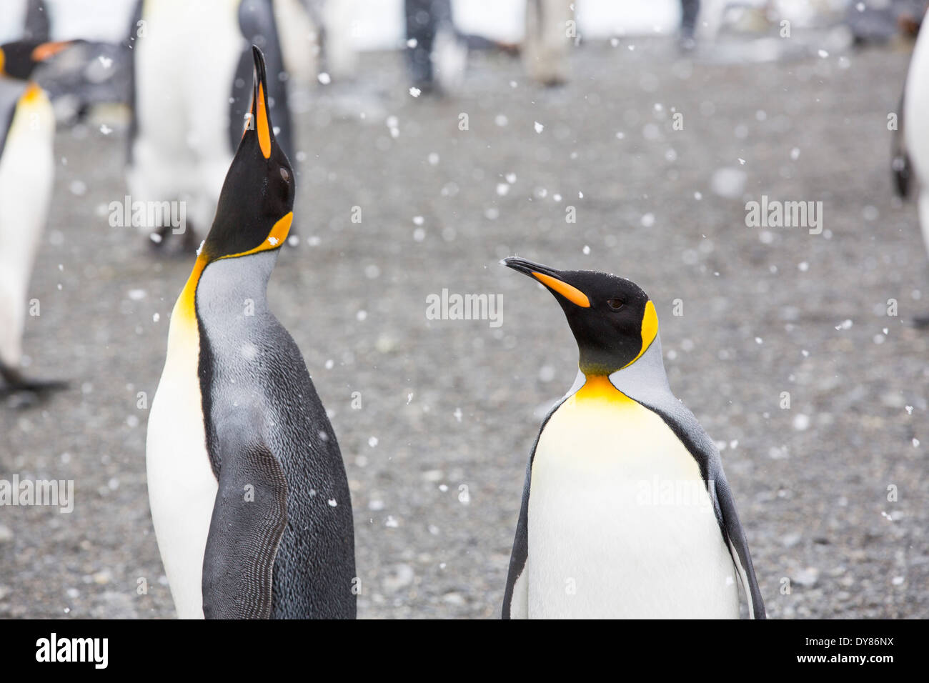 A King Penguin calling at Gold Harbour, South Georgia, Southern Ocean ...