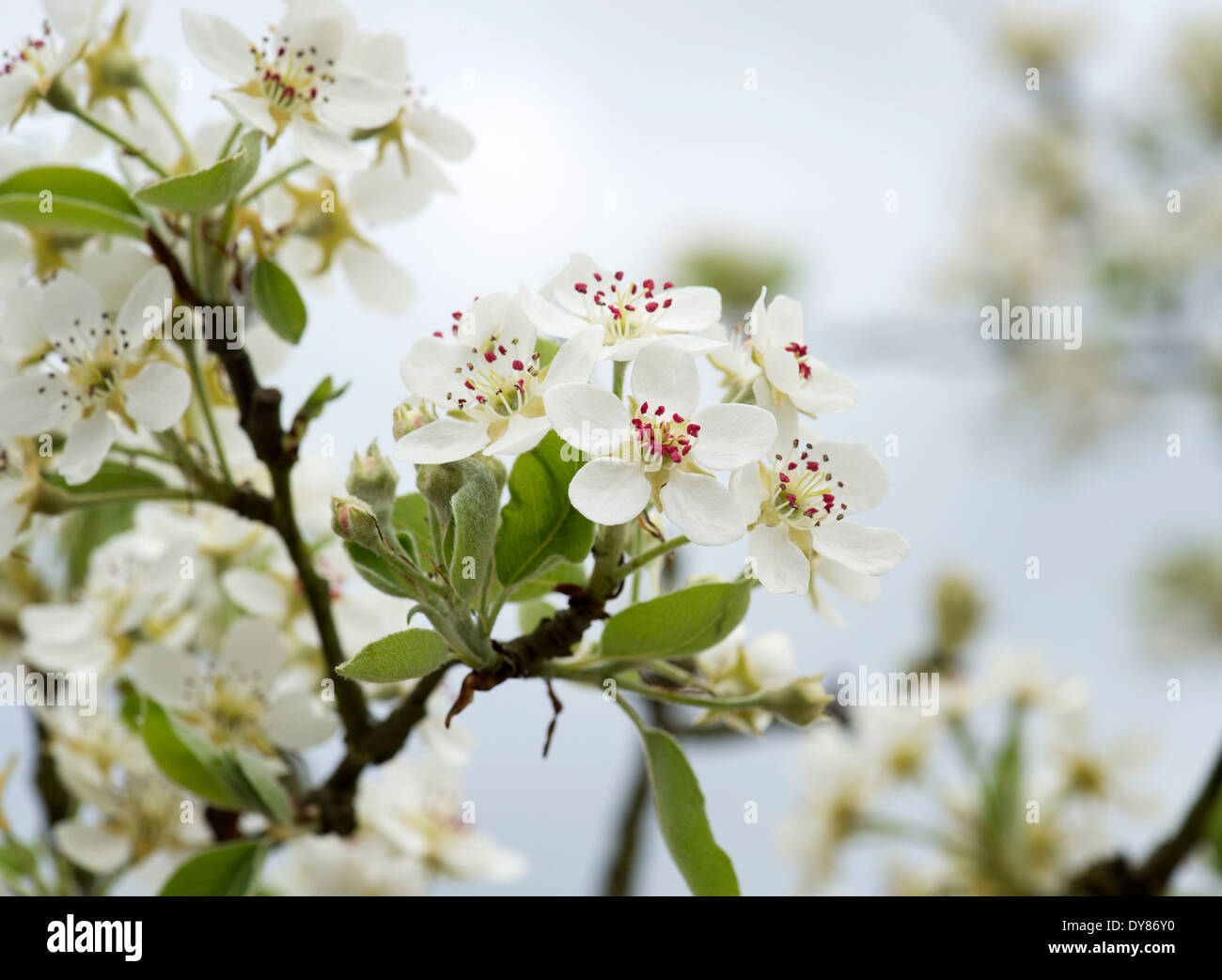 Pyrus communis. Black Worcester Pear tree blossom Stock Photo - Alamy
