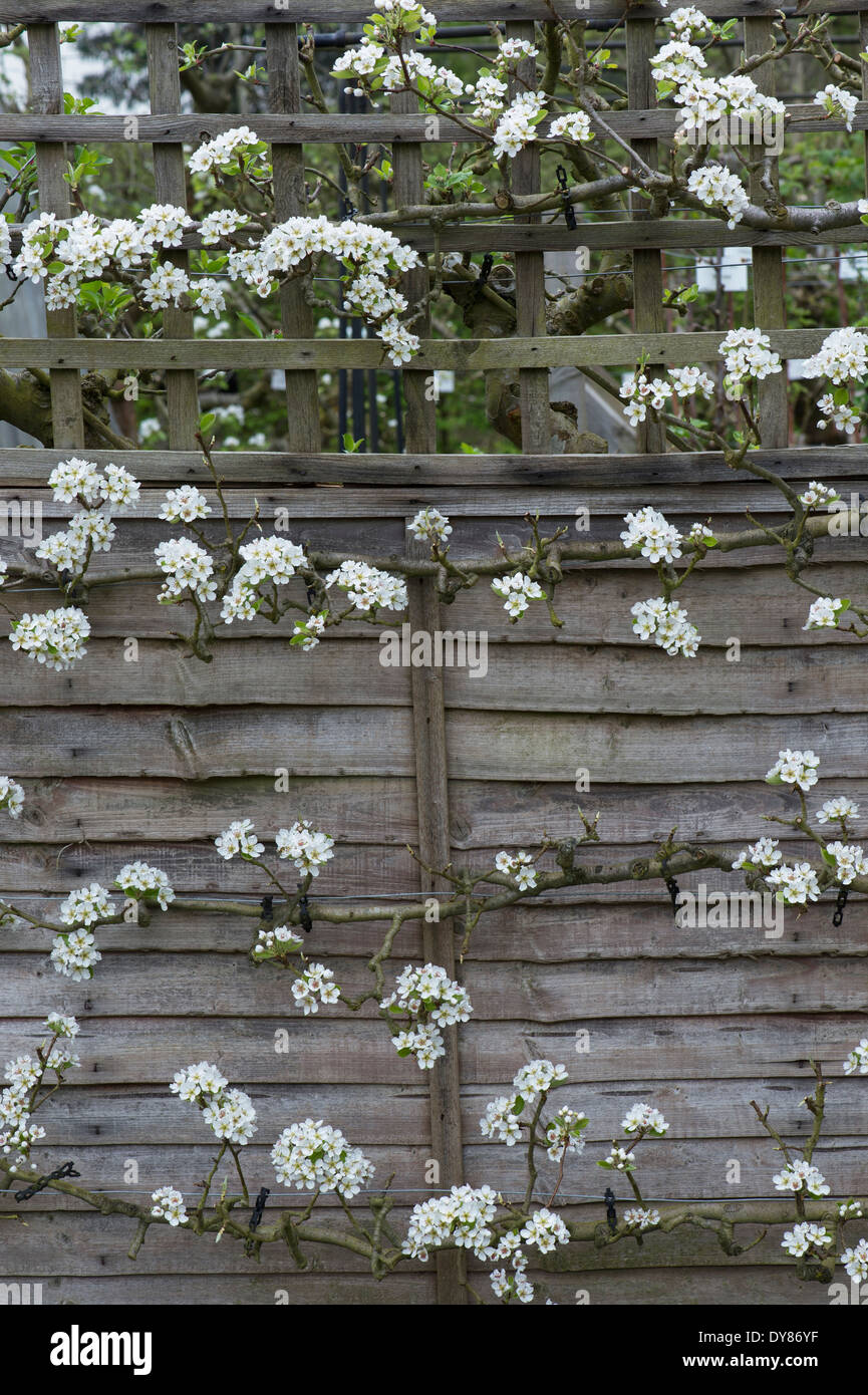 Espalier trained fence hi-res stock photography and images - Alamy