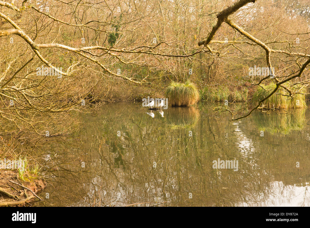 Tehidy country park hi-res stock photography and images - Alamy
