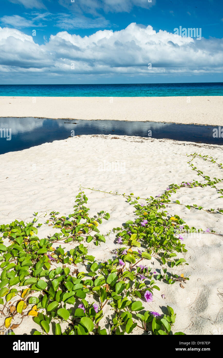 tropical beach with turquoise water Stock Photo - Alamy