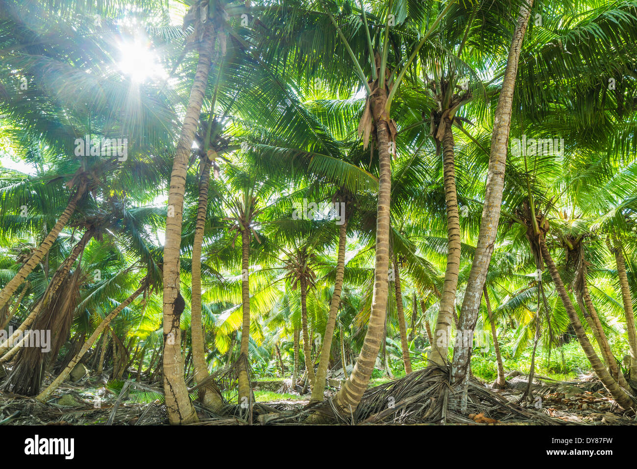 palm trees at the beach entrance Stock Photo - Alamy