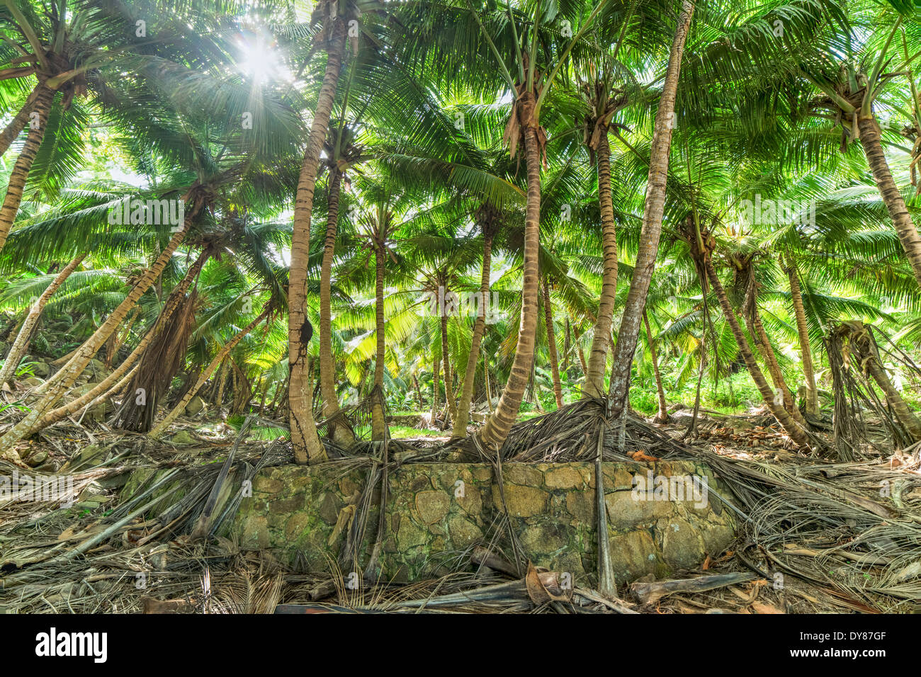 palm trees at the beach entrance Stock Photo - Alamy