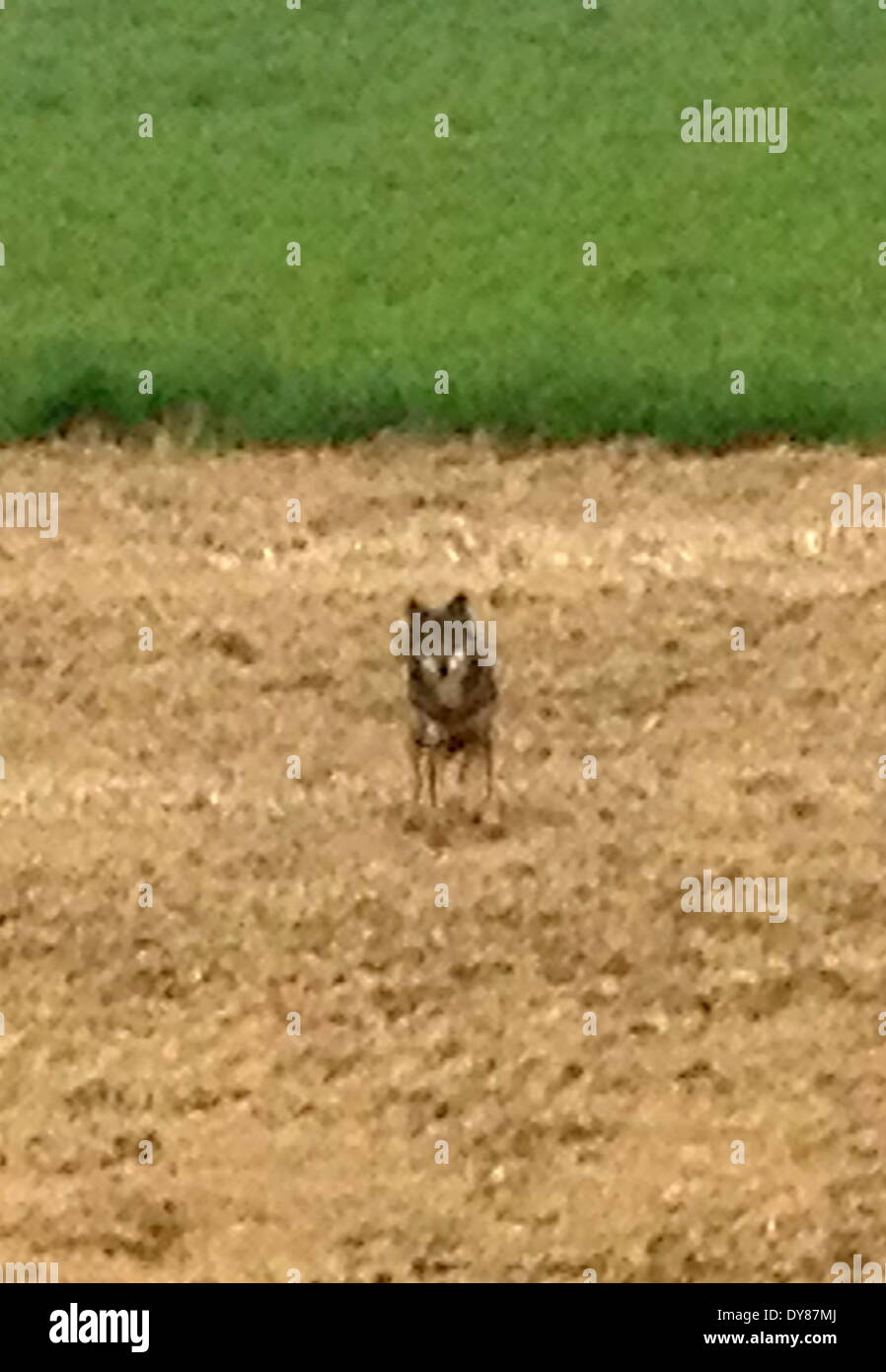 Dorfen, Germany. 06th Apr, 2014. The picture shows a wolf-like animal ...