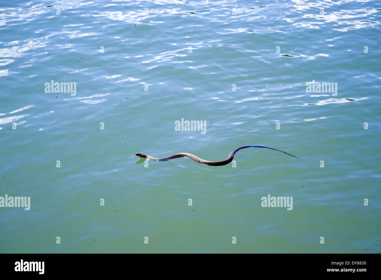 Germany, Bavaria, Werdenfelser Land, Barmsee, european grass snake in ...