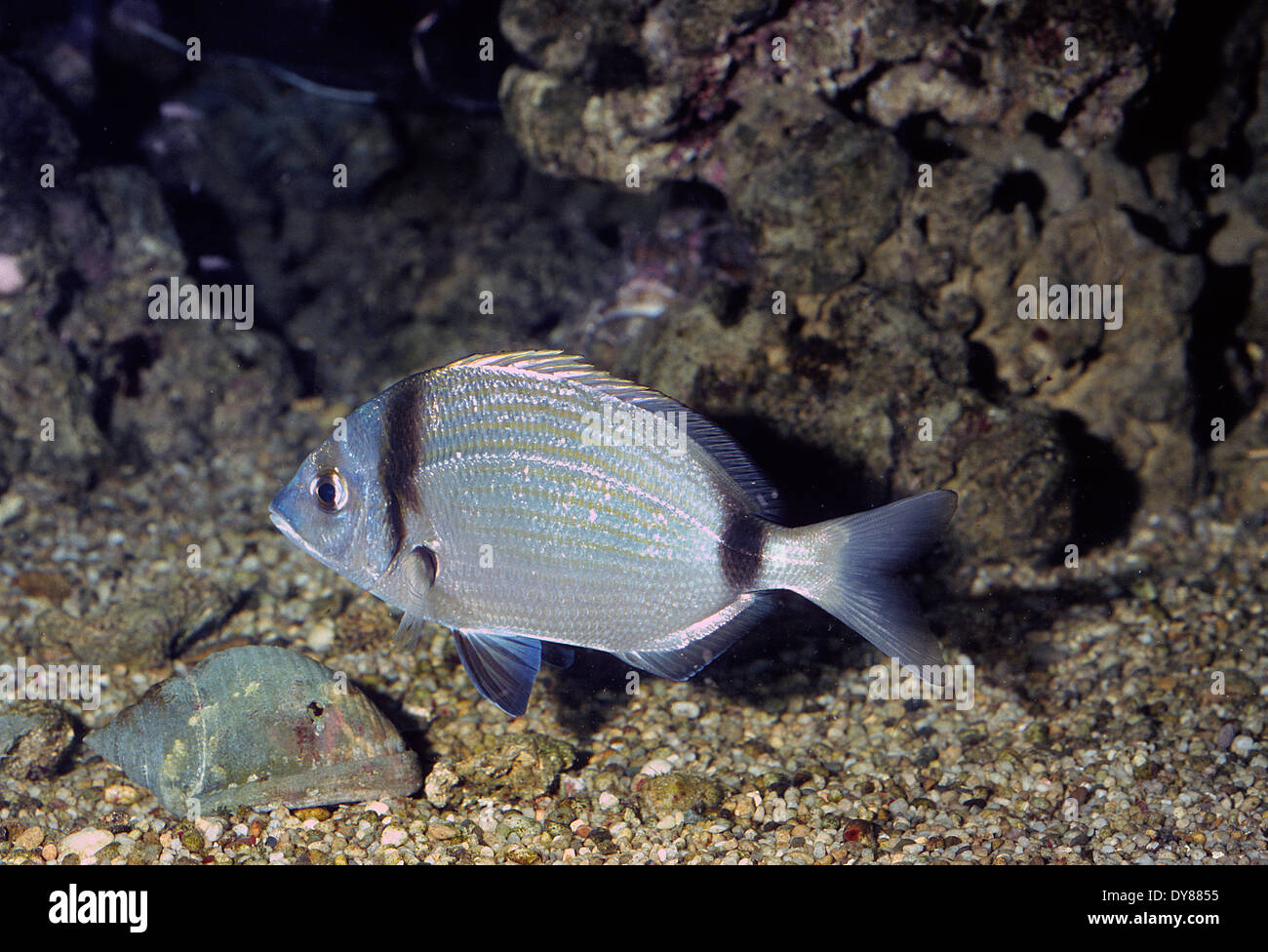 Sparidae mediterranean sea roberto nistri fish fishes horizontal hi-res ...