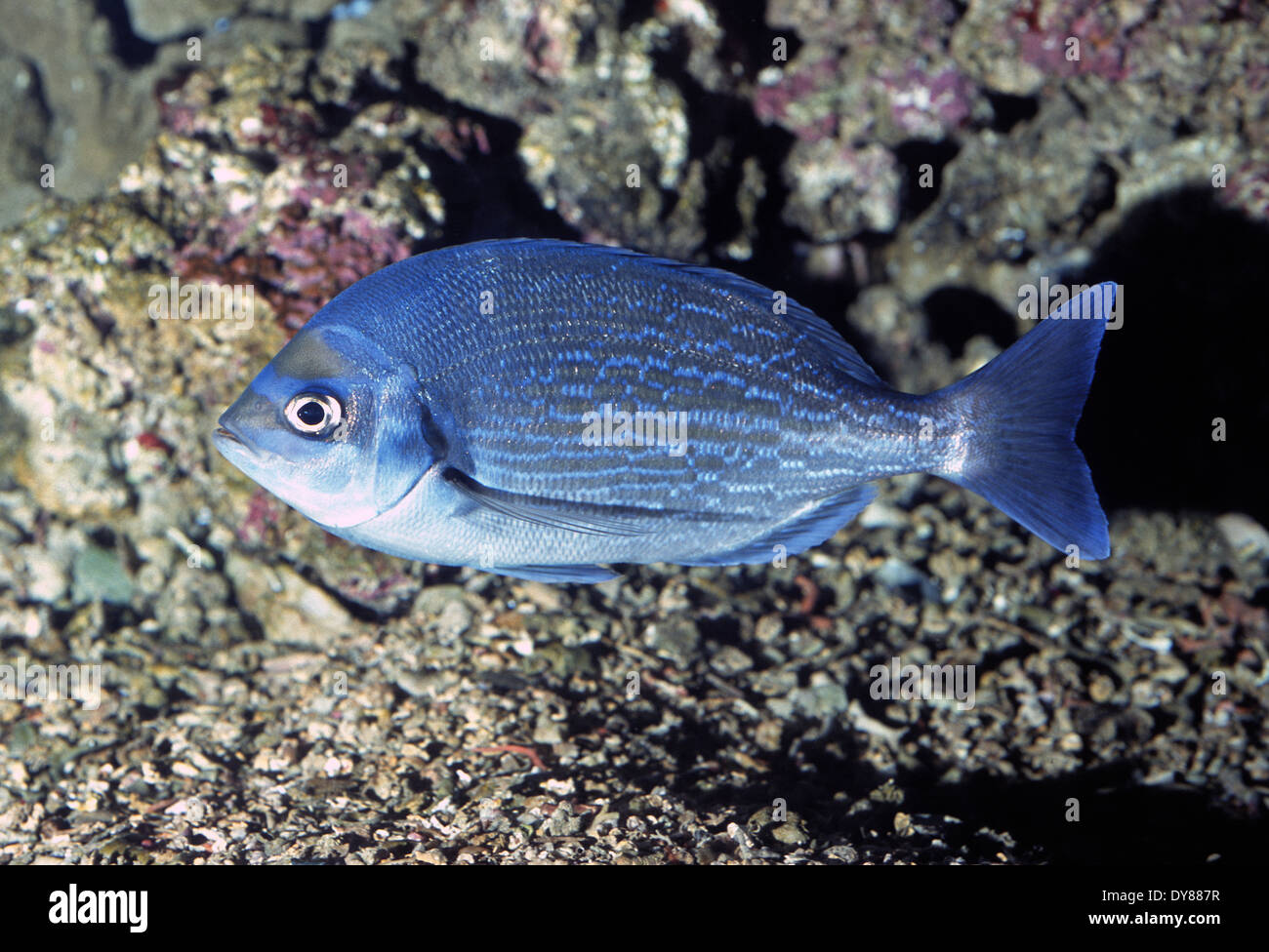 Black seabream Spondyliosoma cantharus, Sparidae, Italy, mediterranean ...