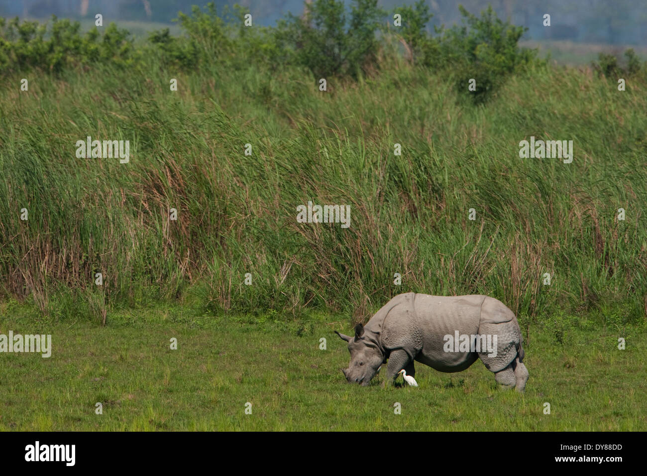 Single-Horned Rhino - photographed at Kaziranga National Park Stock ...