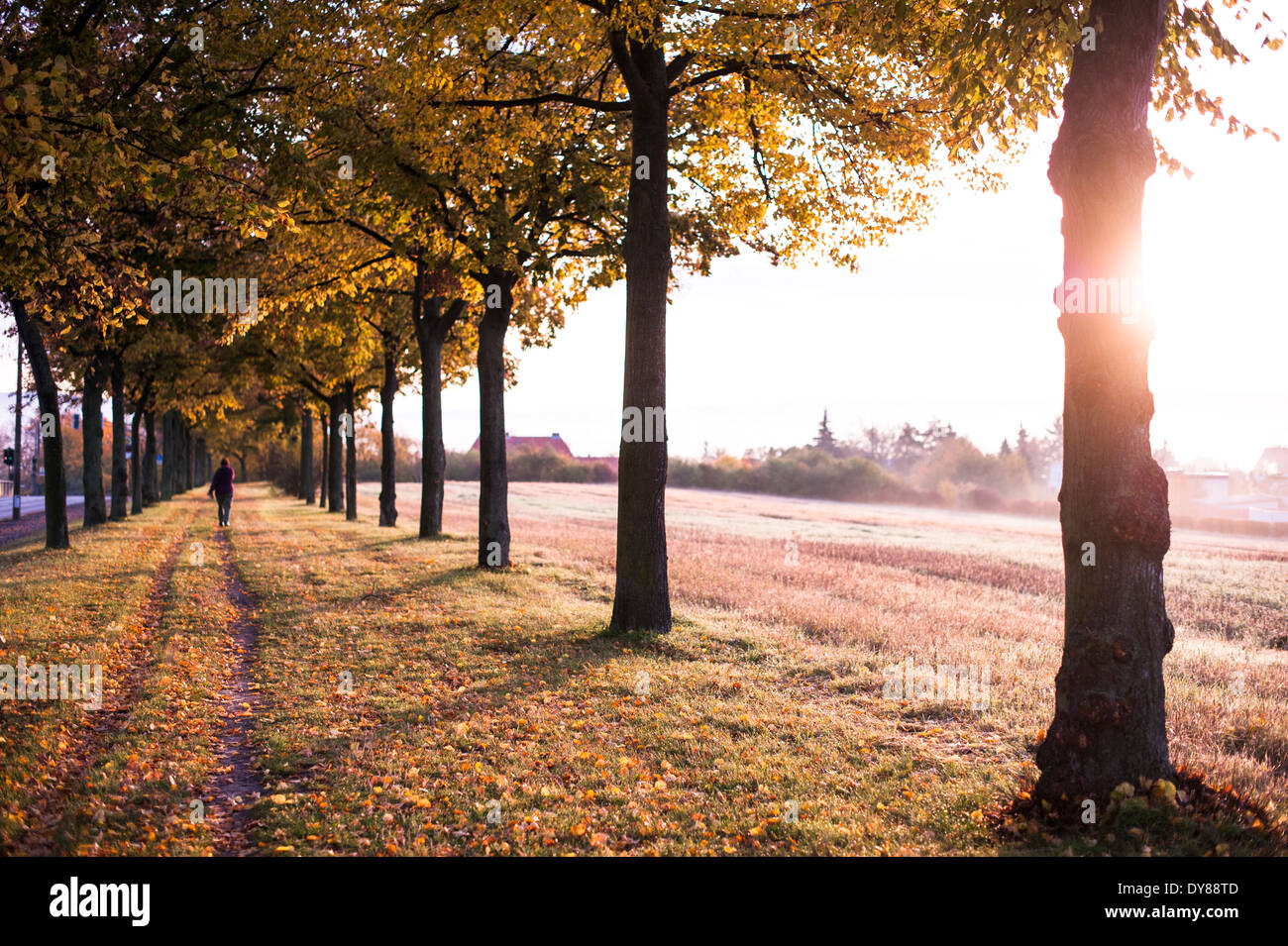 Alley with trees hi-res stock photography and images - Alamy