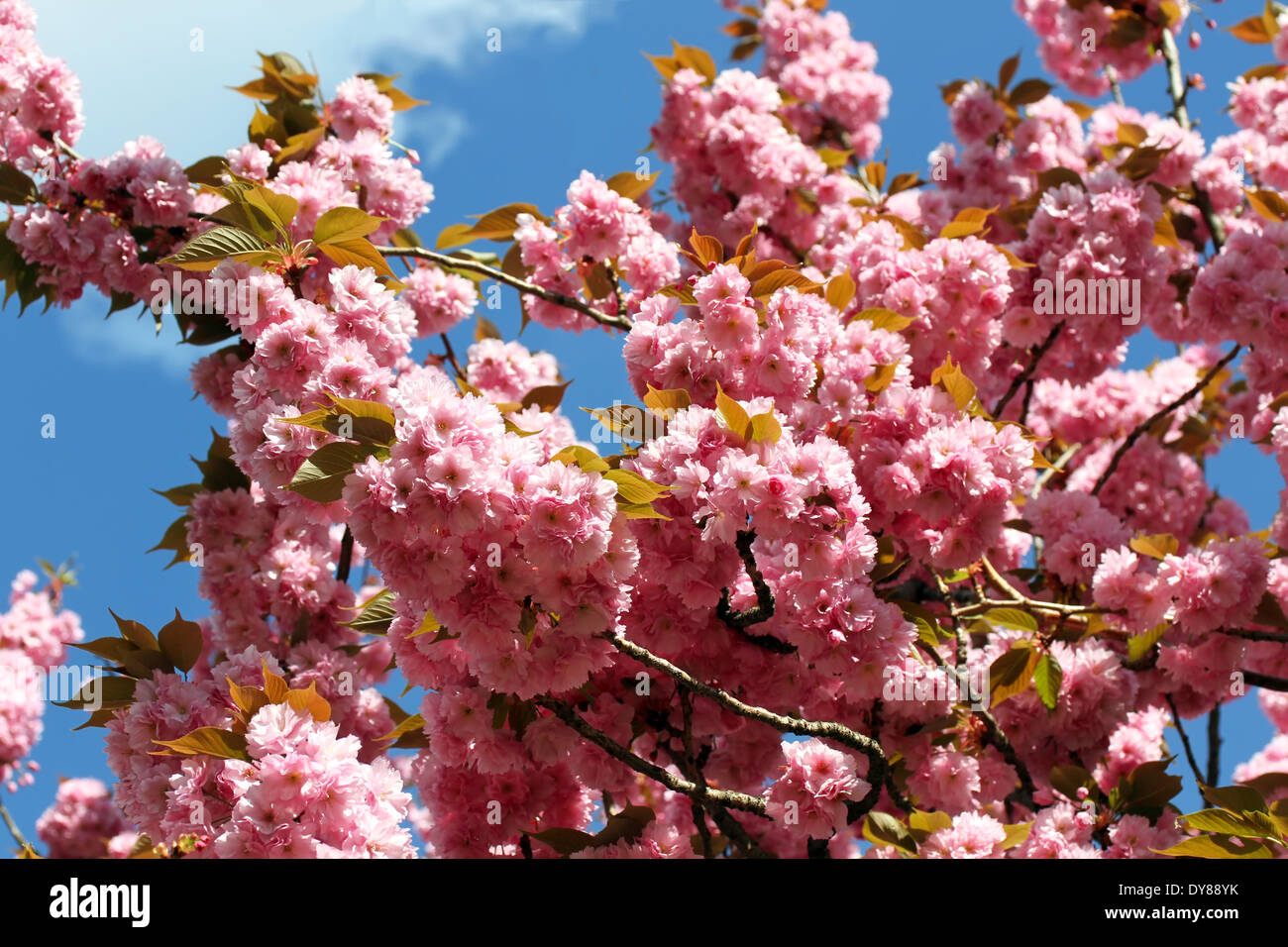 Spring tree branch hi-res stock photography and images - Alamy