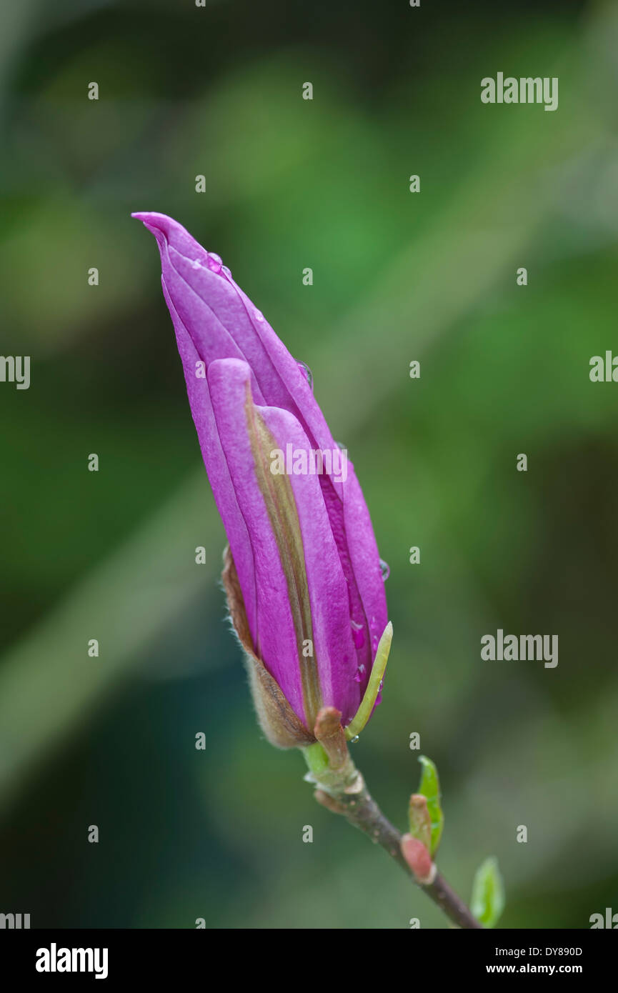 Bud clark hi-res stock photography and images - Alamy
