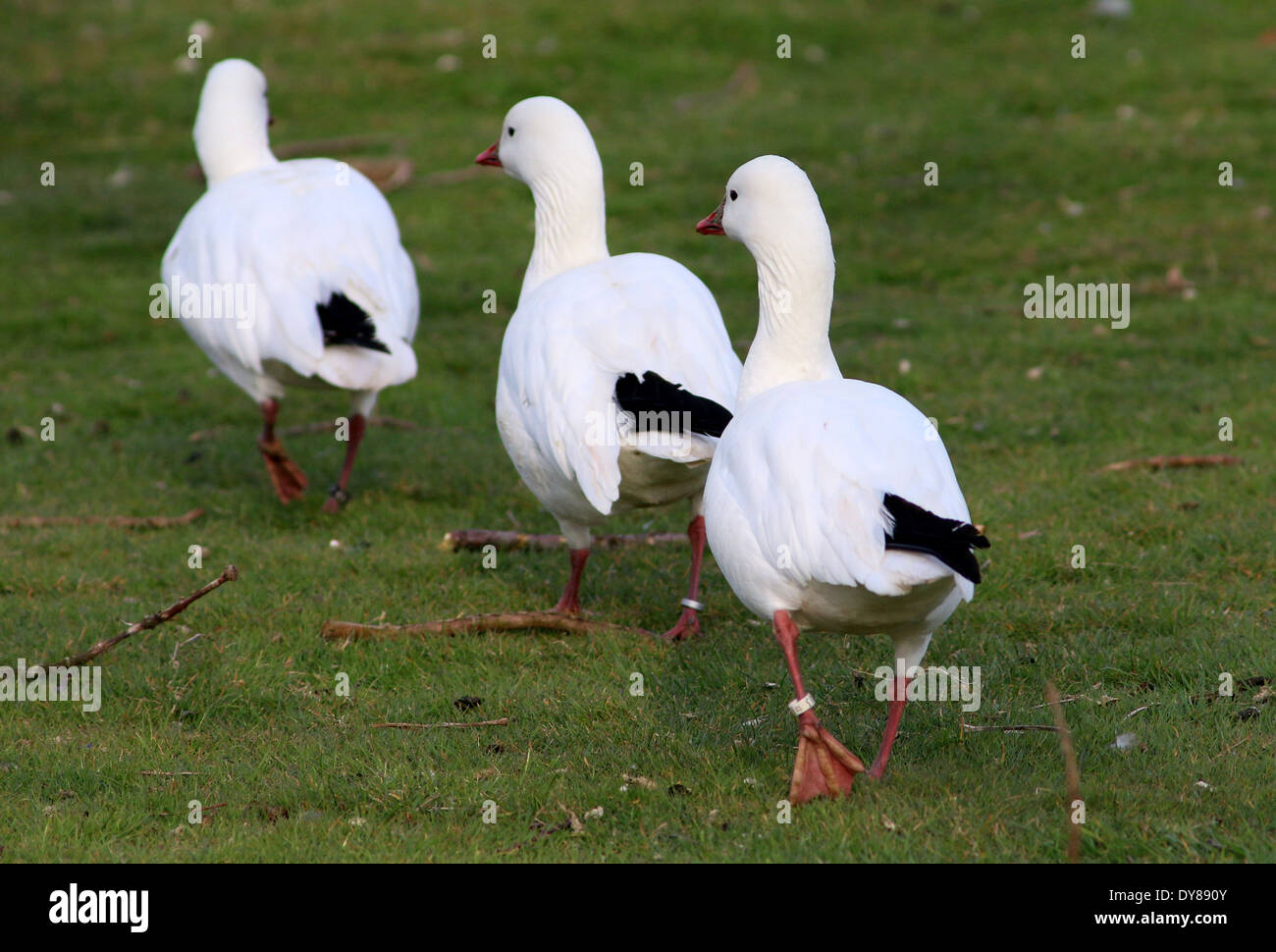 Three snow geese hi-res stock photography and images - Alamy