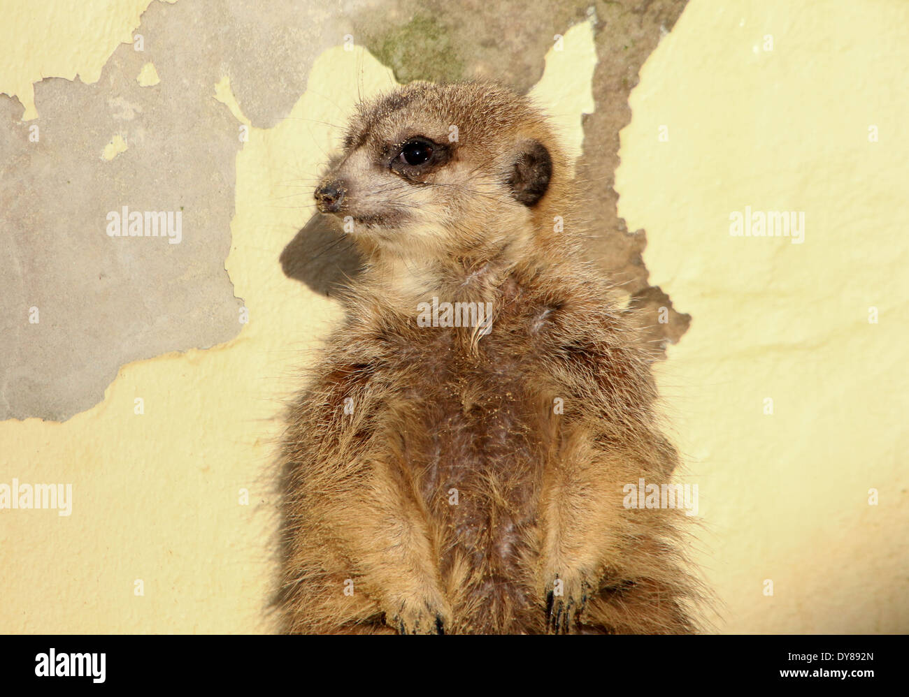 Adorable suricatta hi-res stock photography and images - Alamy