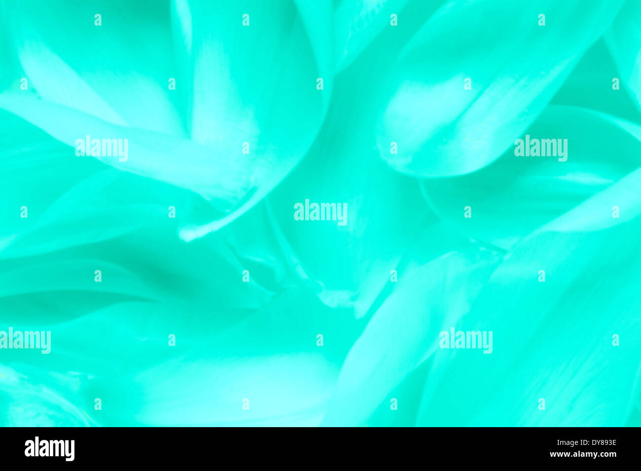 Flower abstract turquoise hi-res stock photography and images - Alamy