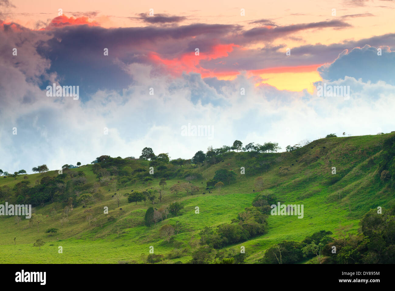 Green pasture fields at dusk, near the Volcan village in the Chiriqui ...