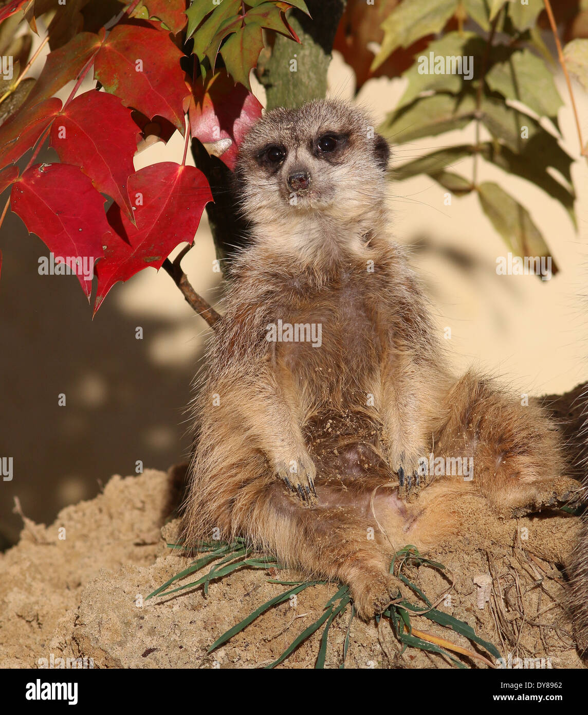 Relaxed meerkat hi-res stock photography and images - Alamy