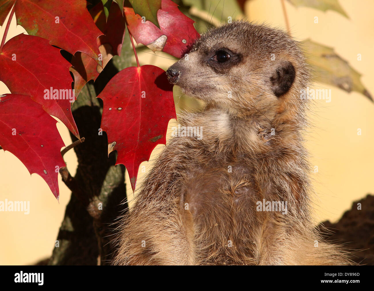 Relaxed meerkat hi-res stock photography and images - Alamy