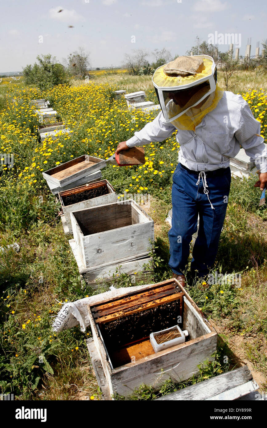 KHAN YOUNIS, PALESTINE - APRIL 9: A bee keeper checks hives near the ...